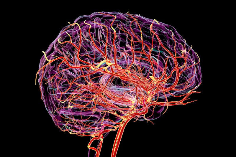 Brain Arteries, 3D Illustration Stock Illustration - Illustration of ...
