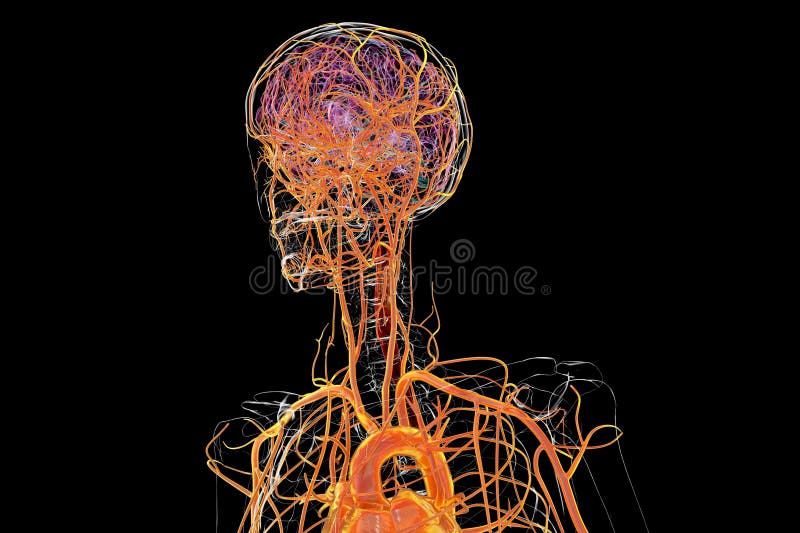Brain Arteries, 3D Illustration Stock Illustration - Illustration of ...