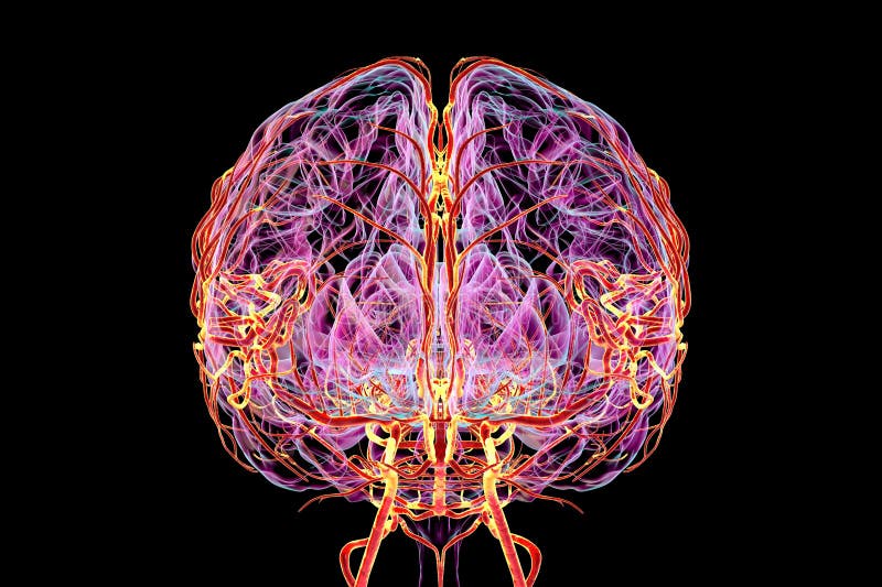 Brain Arteries, 3D Illustration Stock Illustration - Illustration of ...