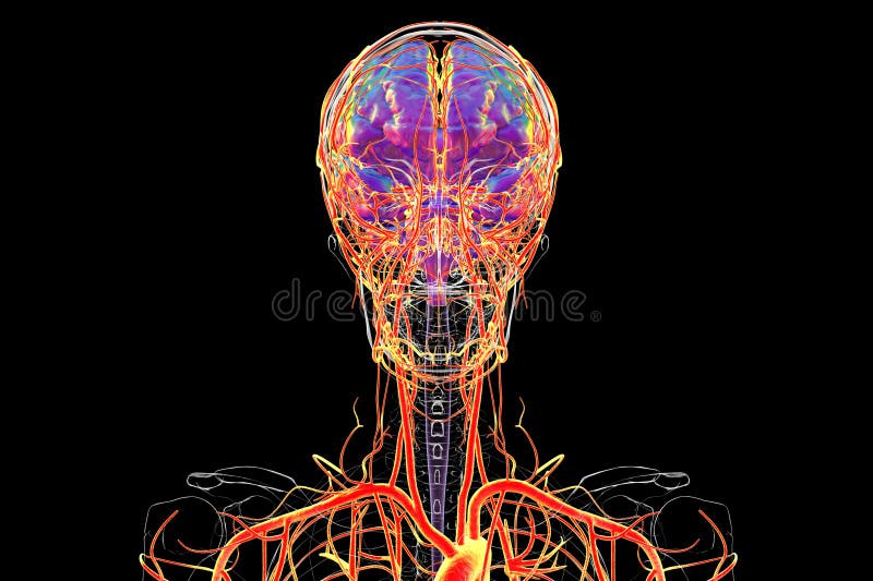 Brain Arteries, 3D Illustration Stock Illustration - Illustration of ...