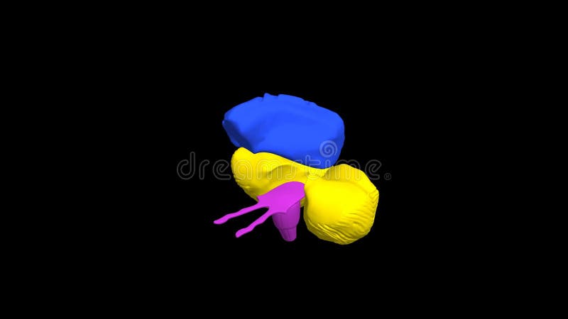 Brain Assembly, 3D Animation Stock Footage - Video of animation ...
