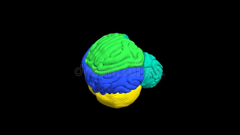 Brain Assembly, 3D Animation Stock Footage - Video of animation ...