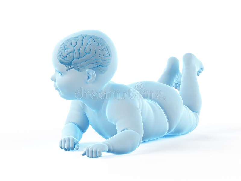 Infant Brain Development Stock Illustrations – 262 Infant Brain ...