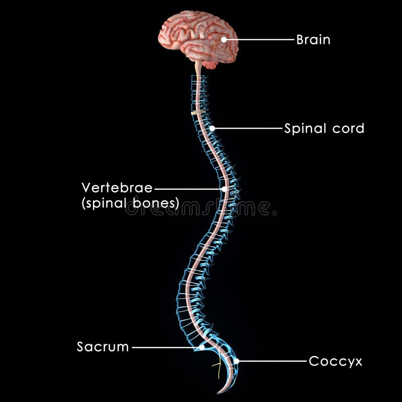 Brain with backbone stock illustration. Illustration of color - 48738790