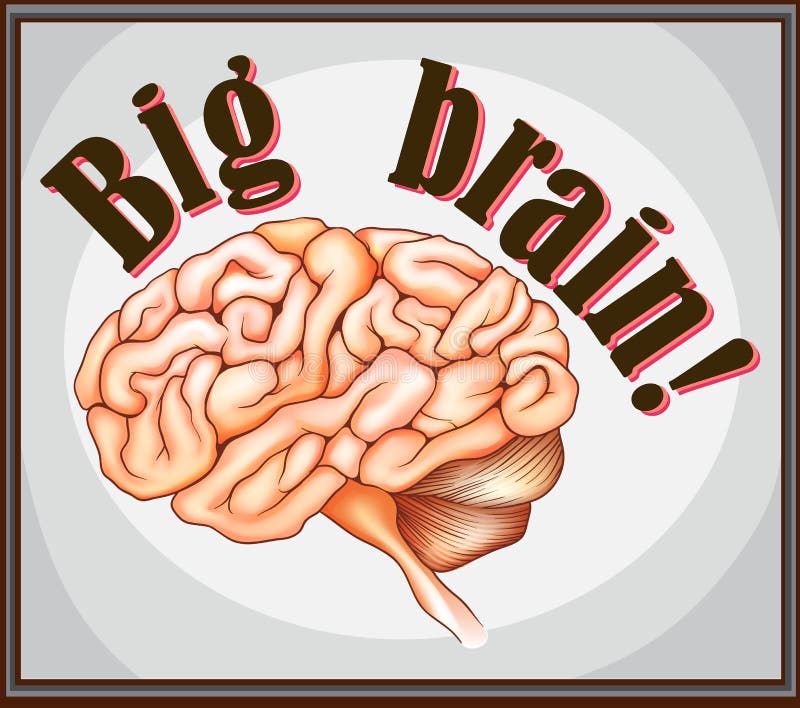 Brain drawing with wording stock illustration. Illustration of adult ...