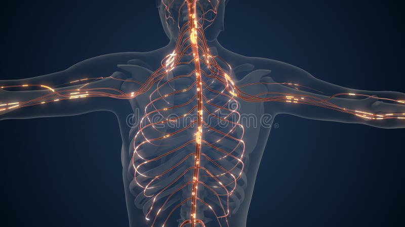 Brain and Body Connected by Nerve Signals Stock Illustration ... Brain and Body Connected by Nerve Signals Stock Illustration ...