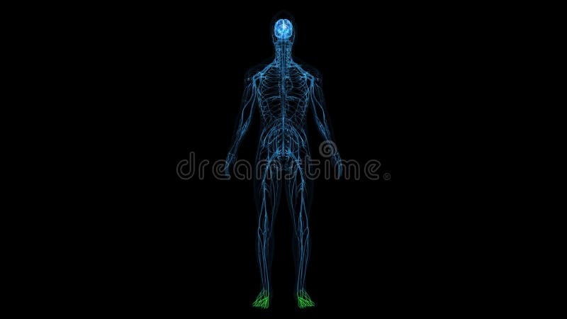 Brain Sending and Receiving Signals To All Parts of the Body Stock ...