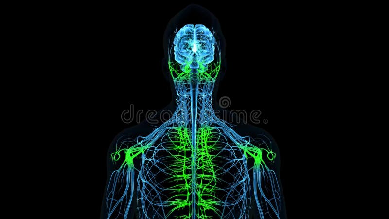 Brain Sending Signals To All Parts of the Body Stock Footage - Video of ...