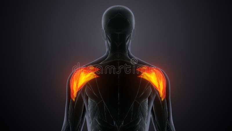 Male Human Body Stomach Anatomy System. 3d Illustration Stock ...