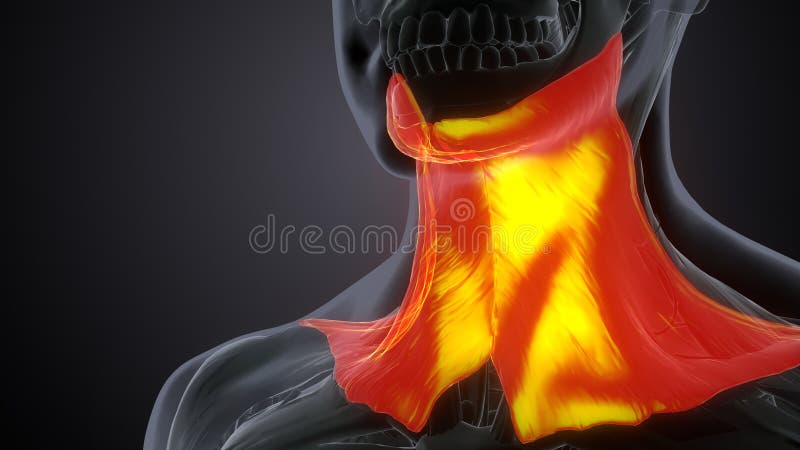 Male Human Body Stomach Anatomy System. 3d Illustration Stock ...