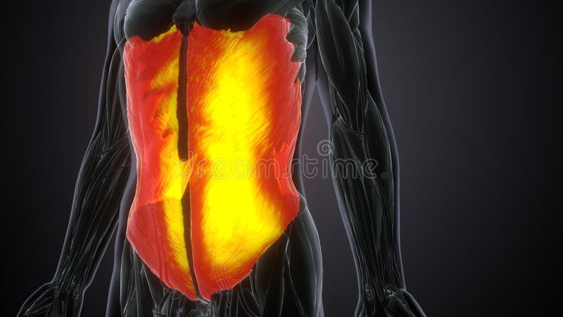 Male Human Body Stomach Anatomy System. 3d Illustration Stock ...