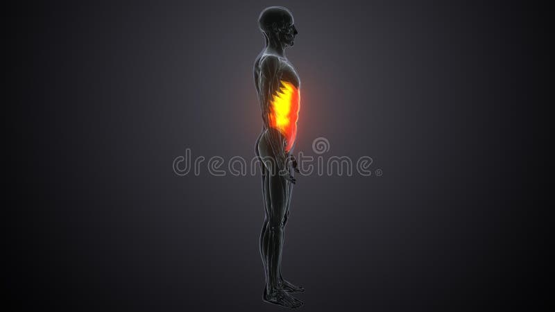 Male Human Body Stomach Anatomy System. 3d Illustration Stock ...