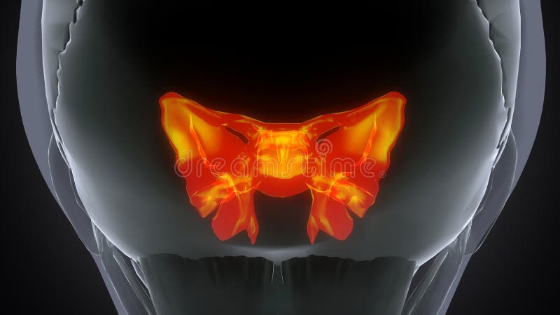 Human Male Nerves Anatomy System. 3d Illustration Stock Illustration ...