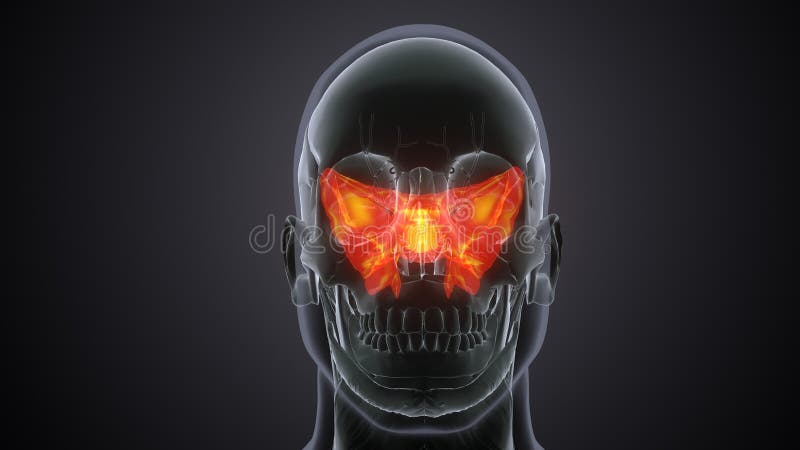 Human Male Nerves Anatomy System. 3d Illustration Stock Illustration ...