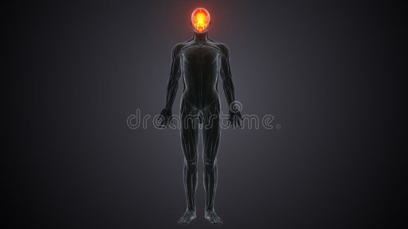 Human Male Nerves Anatomy System. 3d Illustration Stock Illustration ...
