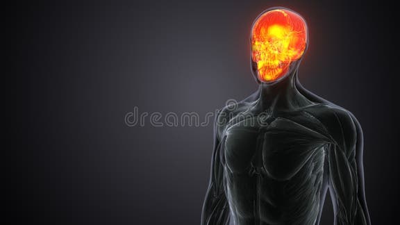 Human Male Nerves Anatomy System. 3d Illustration Stock Illustration ...