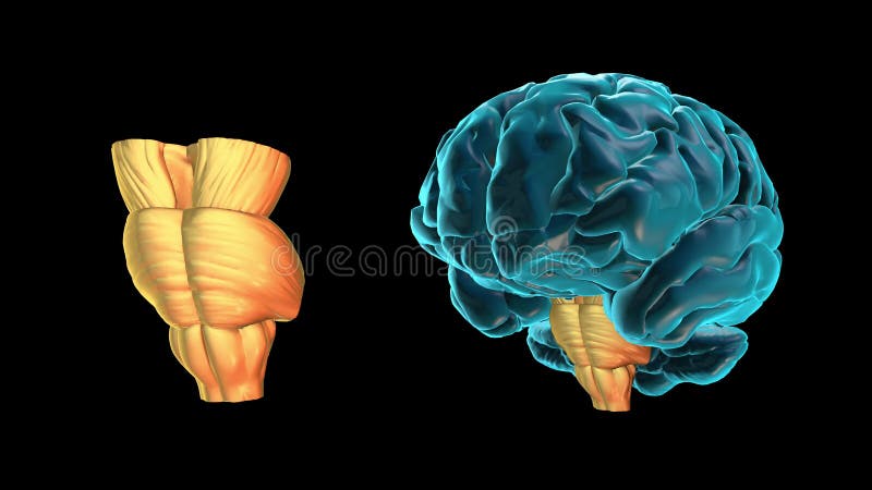 Anatomy of the Brain and Its Colored Parts Stock Illustration ...
