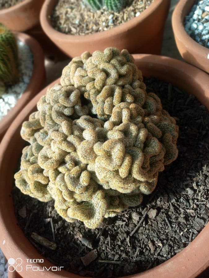 200 Brain Cactus Stock Photos - Free & Royalty-Free Stock Photos from ...