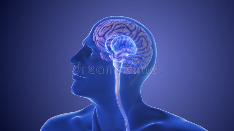 Anatomy of the human brain stock illustration. Illustration of cortex ...