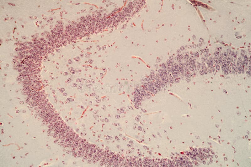 Brain cells tissue stock image. Image of microscopy - 196729893