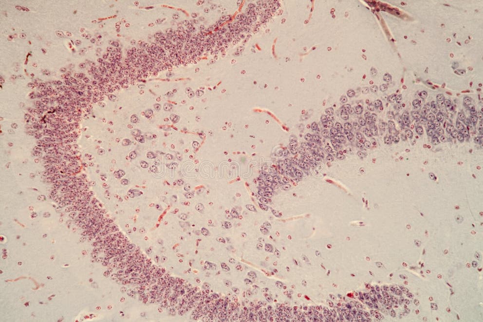 Brain cells tissue stock image. Image of microscopy - 196729893