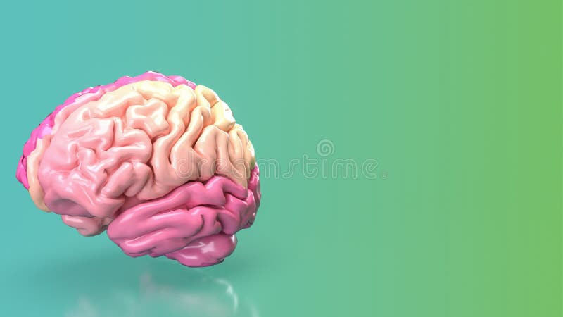 The Pink Brain for Eduction or Creative Concept 3d Rendering Stock ...
