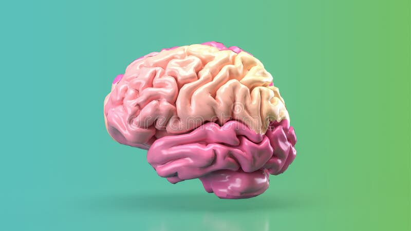 The Pink Brain for Eduction or Creative Concept 3d Rendering Stock ...