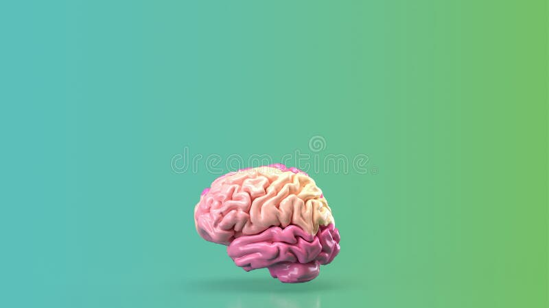 The Pink Brain for Eduction or Creative Concept 3d Rendering Stock ...