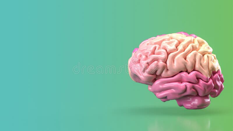 The Pink Brain for Eduction or Creative Concept 3d Rendering Stock ...
