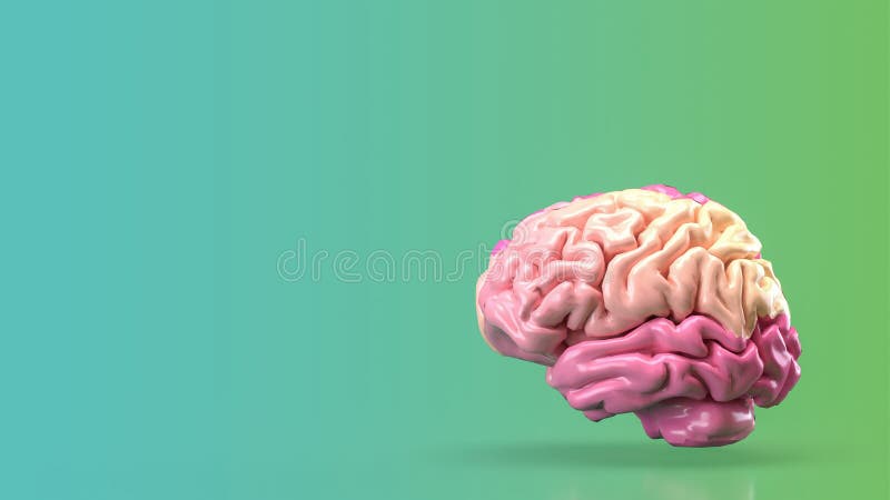The Pink Brain for Eduction or Creative Concept 3d Rendering Stock ...