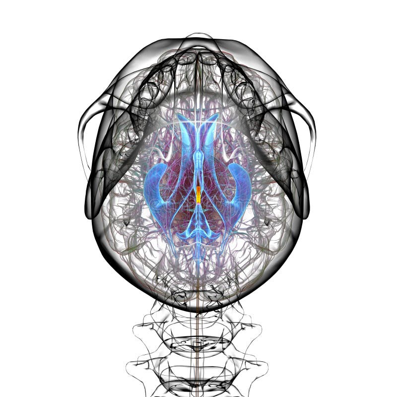 Cerebral Aqueduct and Ventricles, 3D Illustration Stock Illustration ...