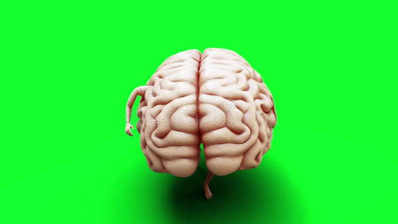 Brain Character. Walk Animation. Realistic 4k Green Screen Animation ...