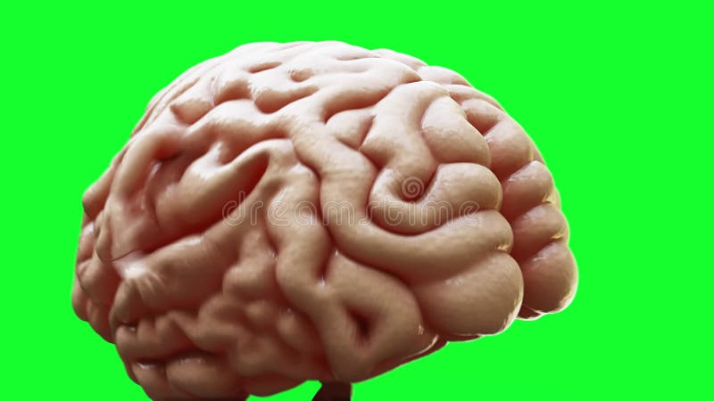 Brain Character. Walk Animation. Realistic 4k Green Screen Animation ...
