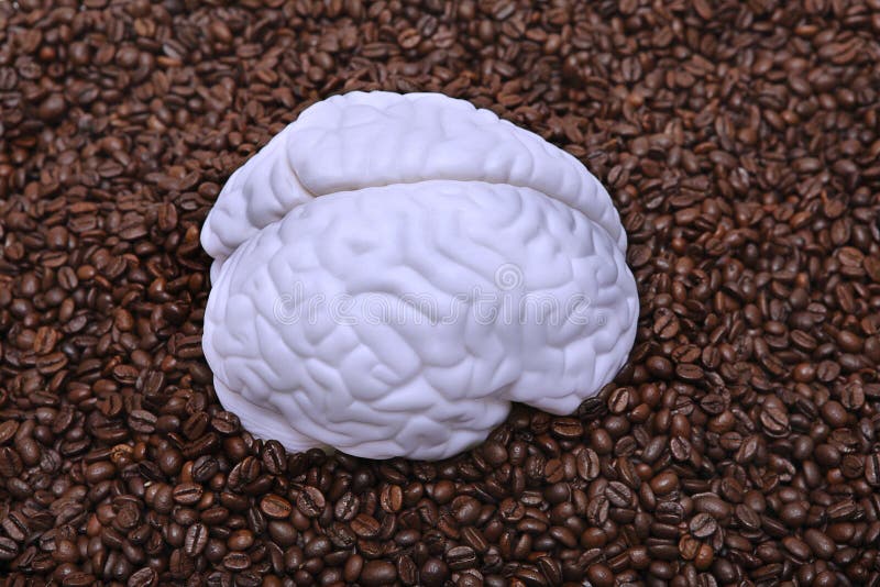 Brain on coffee beans stock photo. Image of anatomical - 33145422