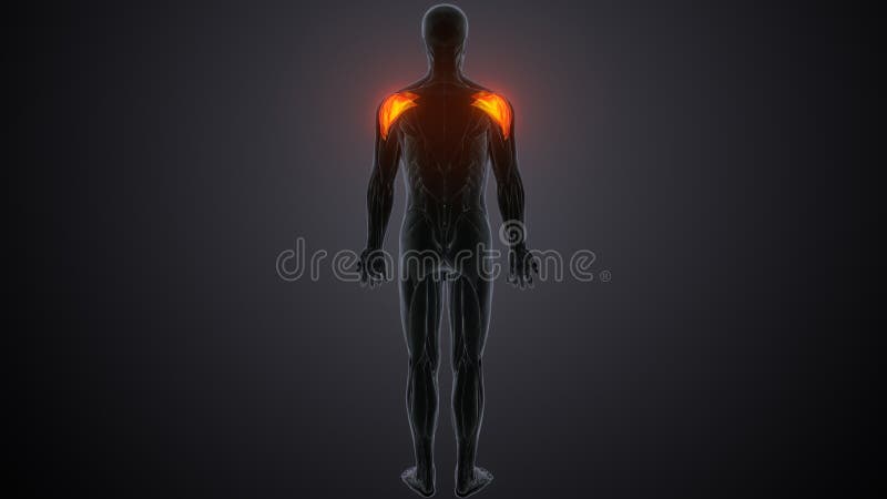 Male Human Body Stomach Anatomy System. 3d Illustration Stock ...
