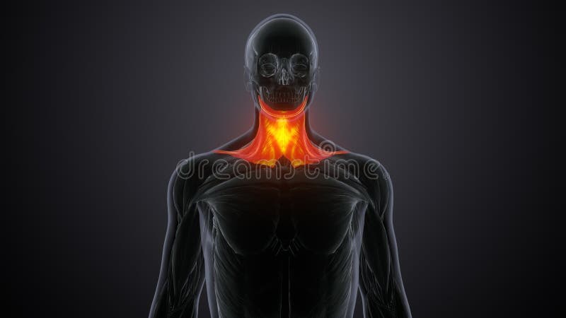 Male Human Body Stomach Anatomy System. 3d Illustration Stock ...