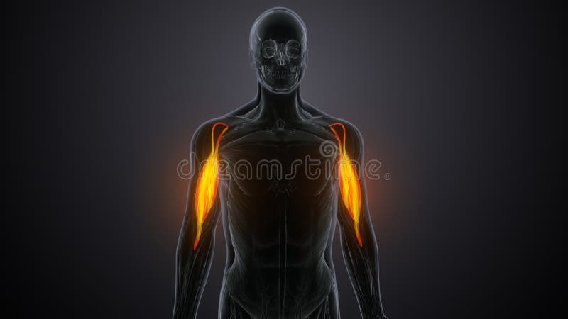 Male Human Body Stomach Anatomy System. 3d Illustration Stock ...