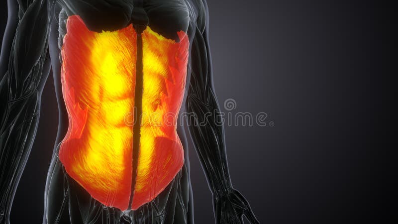 Male Human Body Stomach Anatomy System. 3d Illustration Stock ...