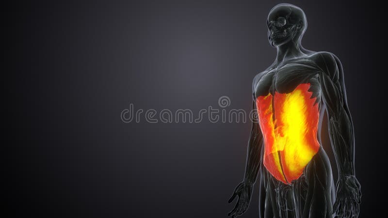 Male Human Body Stomach Anatomy System. 3d Illustration Stock ...