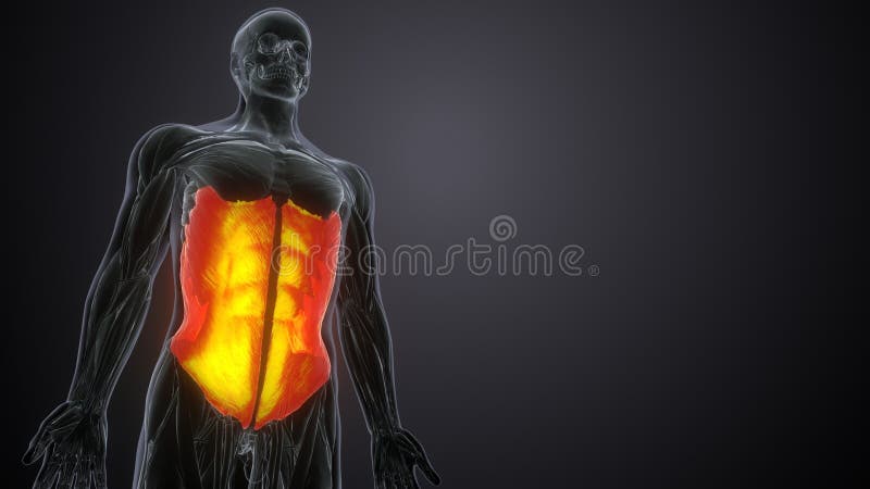 Male Human Body Stomach Anatomy System. 3d Illustration Stock ...
