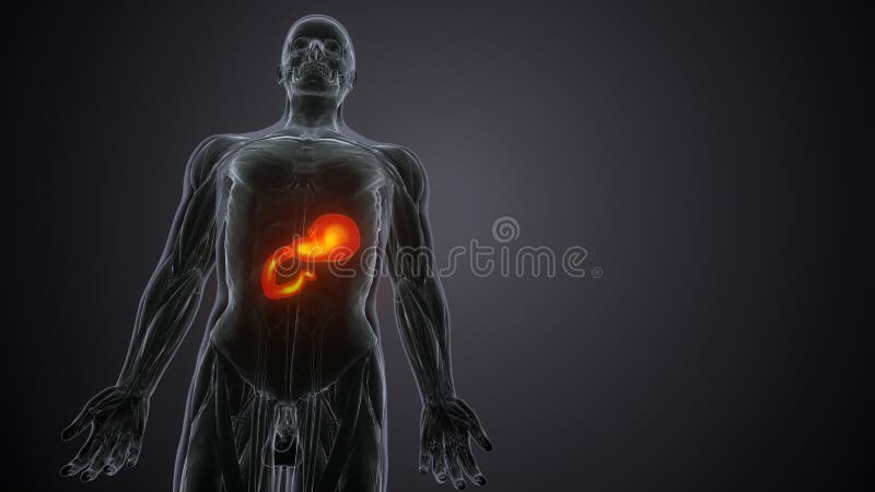 Male Stomach Internal Anatomy System. 3d Illustration Stock ...