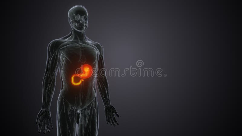 Human Male Nerves Anatomy System. 3d Illustration Stock Illustration ...
