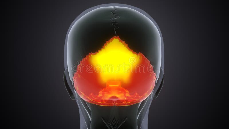 Human Male Nerves Anatomy System. 3d Illustration Stock Illustration ...