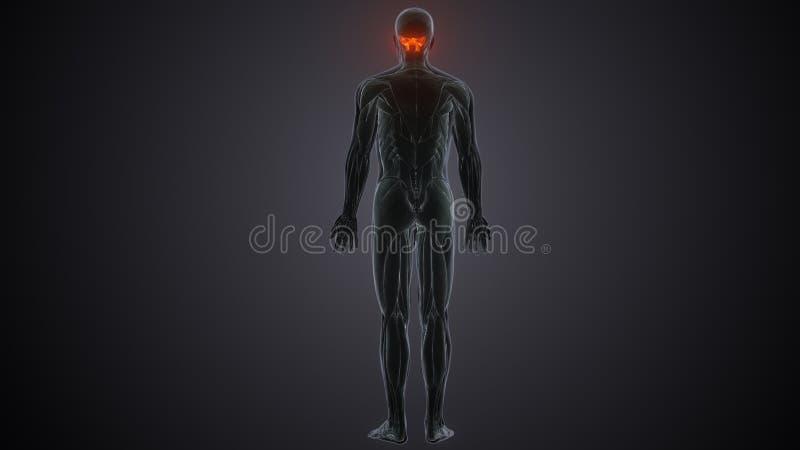 Controlling Pumps Stock Illustrations – 91 Controlling Pumps Stock ...