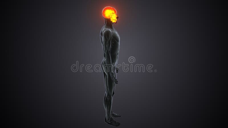 Human Male Nerves Anatomy System. 3d Illustration Stock Illustration ...