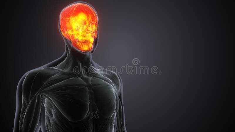 Human Male Nerves Anatomy System. 3d Illustration Stock Illustration ...