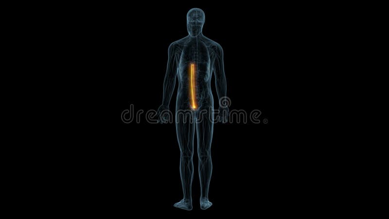 Human Digestive System Organs Anatomy System Stock Video - Video of ...