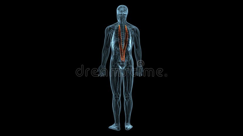 Human Digestive System Organs Anatomy System Stock Video - Video of ...