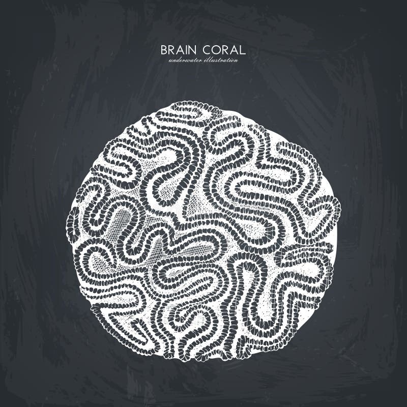 Brain Coral Illustration, Drawing, Engraving, Ink, Line Art, Vector ...