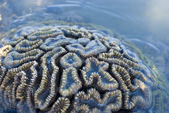 Brain coral stock photo. Image of aquamarine, surface - 22990568
